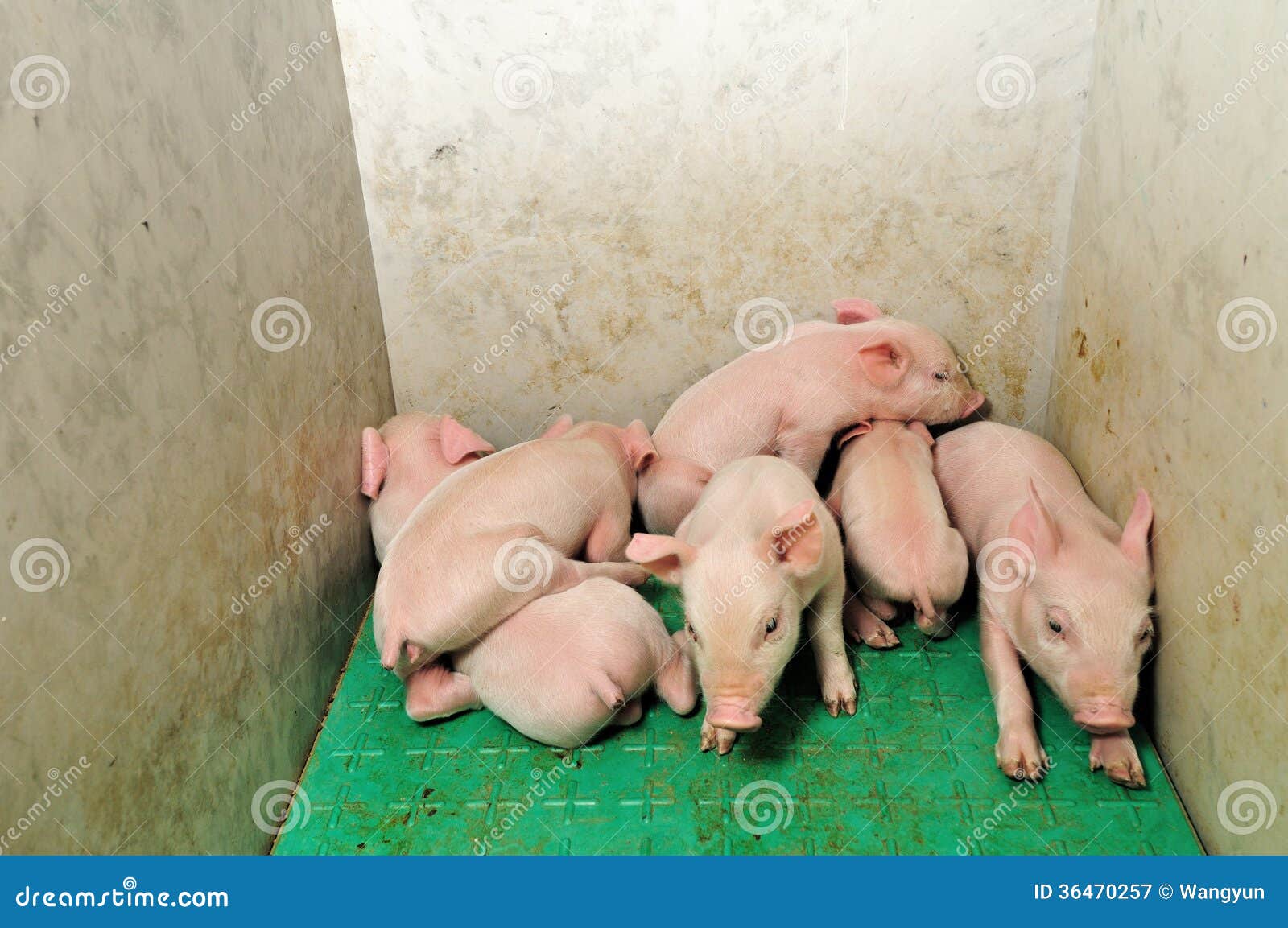 Cute pig stock image. Image of fragrant, breeding, admiration - 36470257