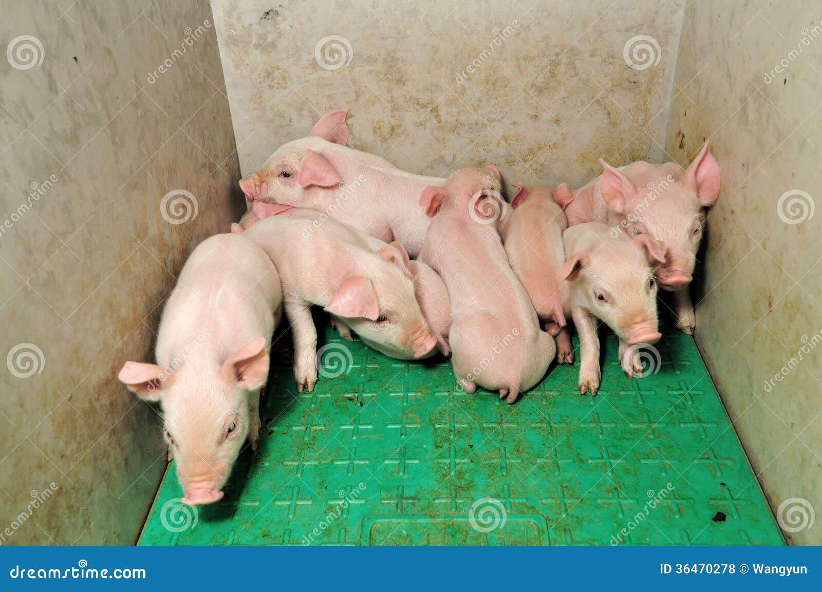 Cute pig stock photo. Image of indoor, cute, farm, pink - 36470278