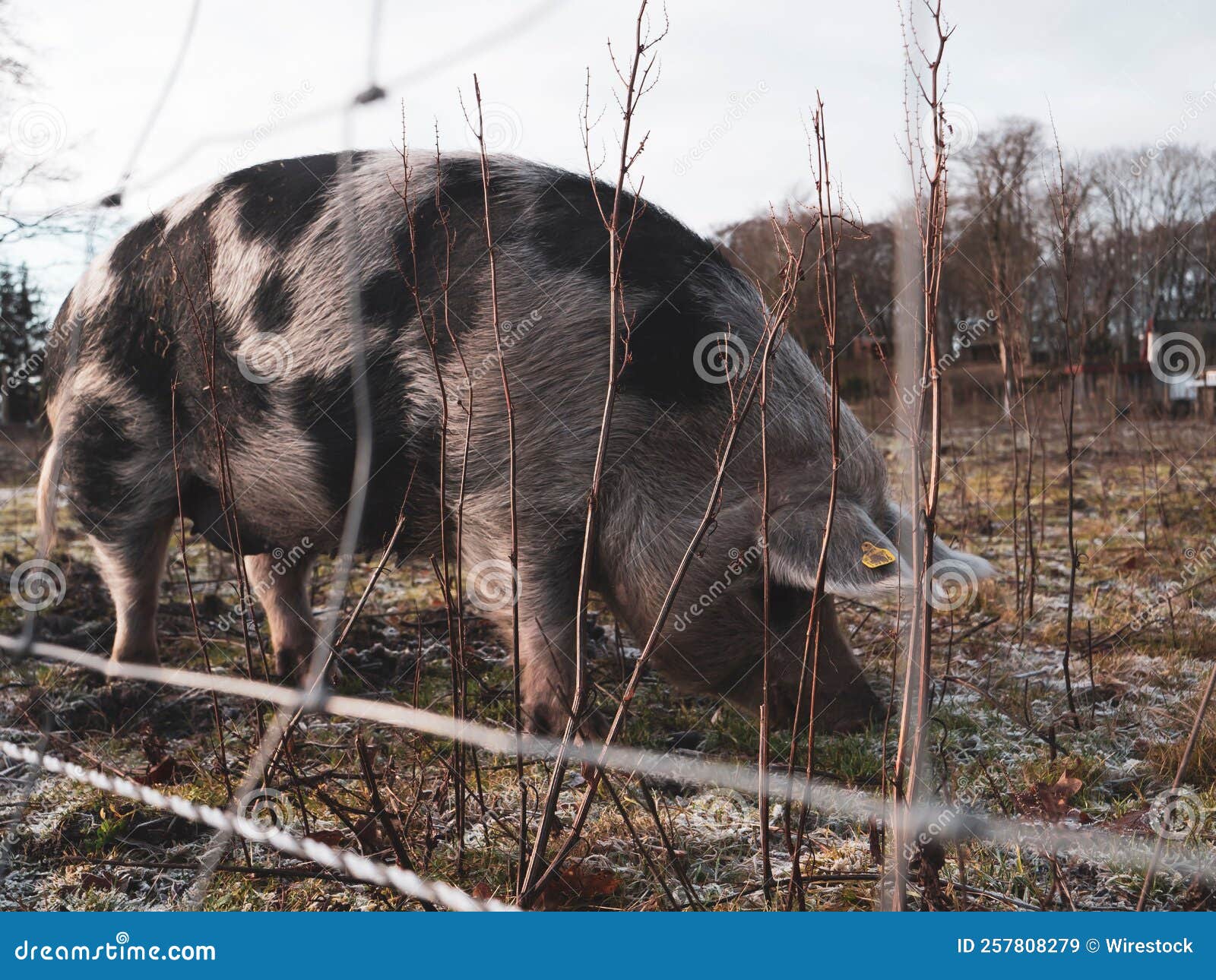 Cute Pig with Spots on a Farm Stock Image - Image of farming, mammal ...
