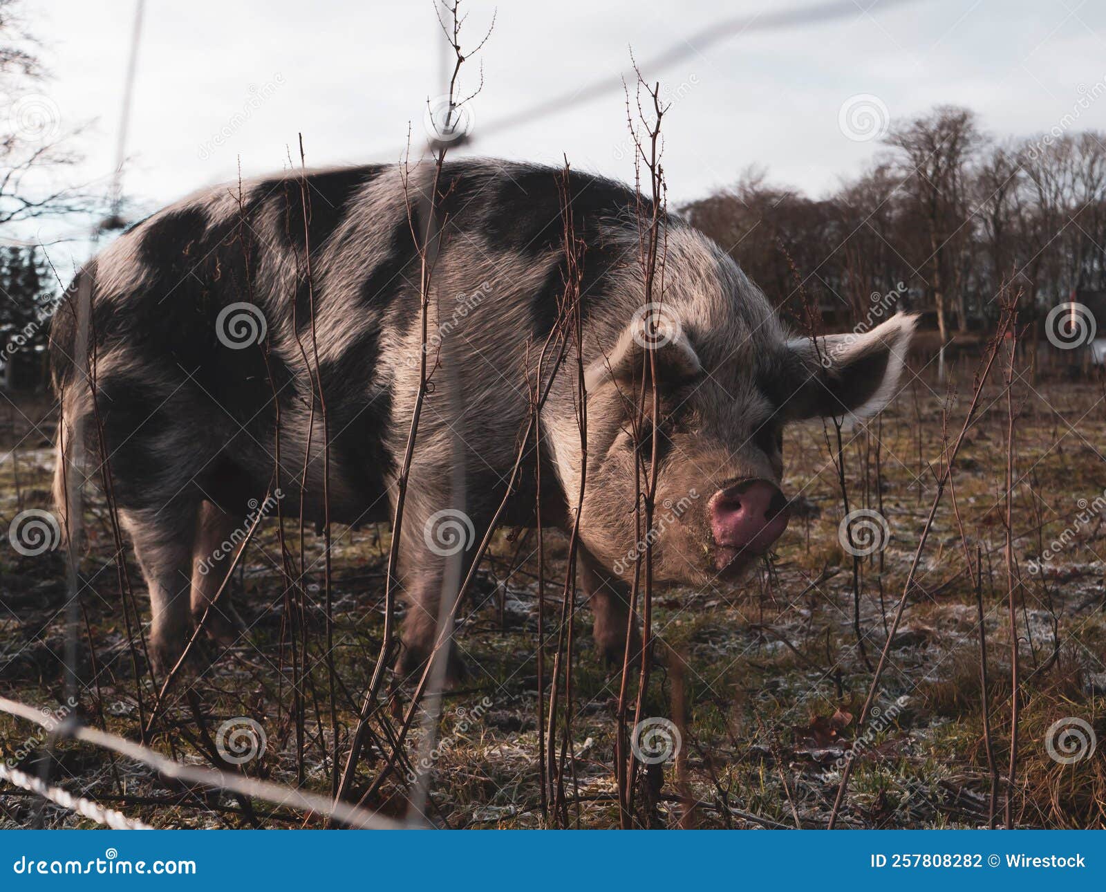 Cute Pig with Spots on a Farm Stock Photo - Image of animal, spots ...