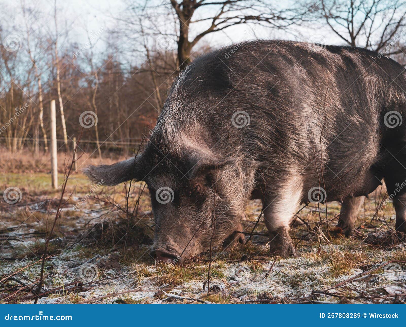 Cute Pig with Spots on a Farm Stock Image - Image of grass, nature ...