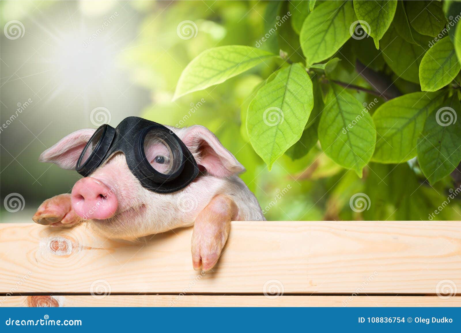 Aviator Pig Stock Photos - Free & Royalty-Free Stock Photos from Dreamstime