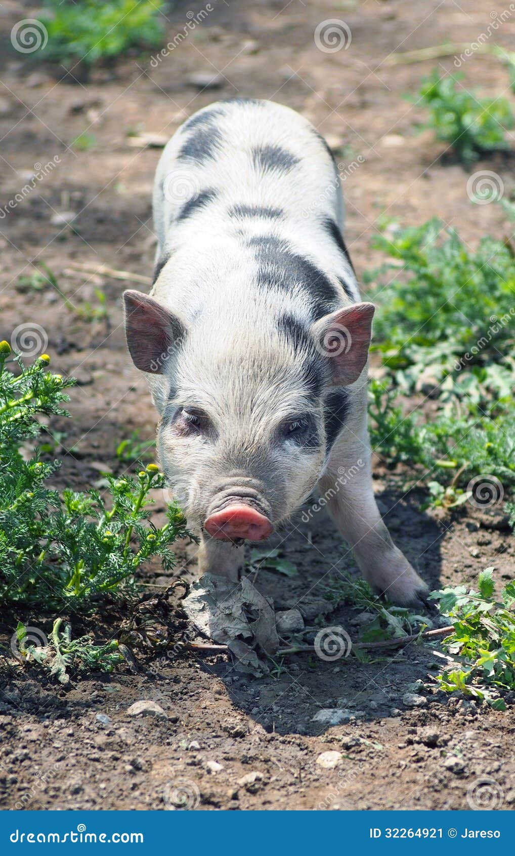 Cute Piglet Animal In Santa Hat Hanging On A Fence Royalty-Free Stock ...