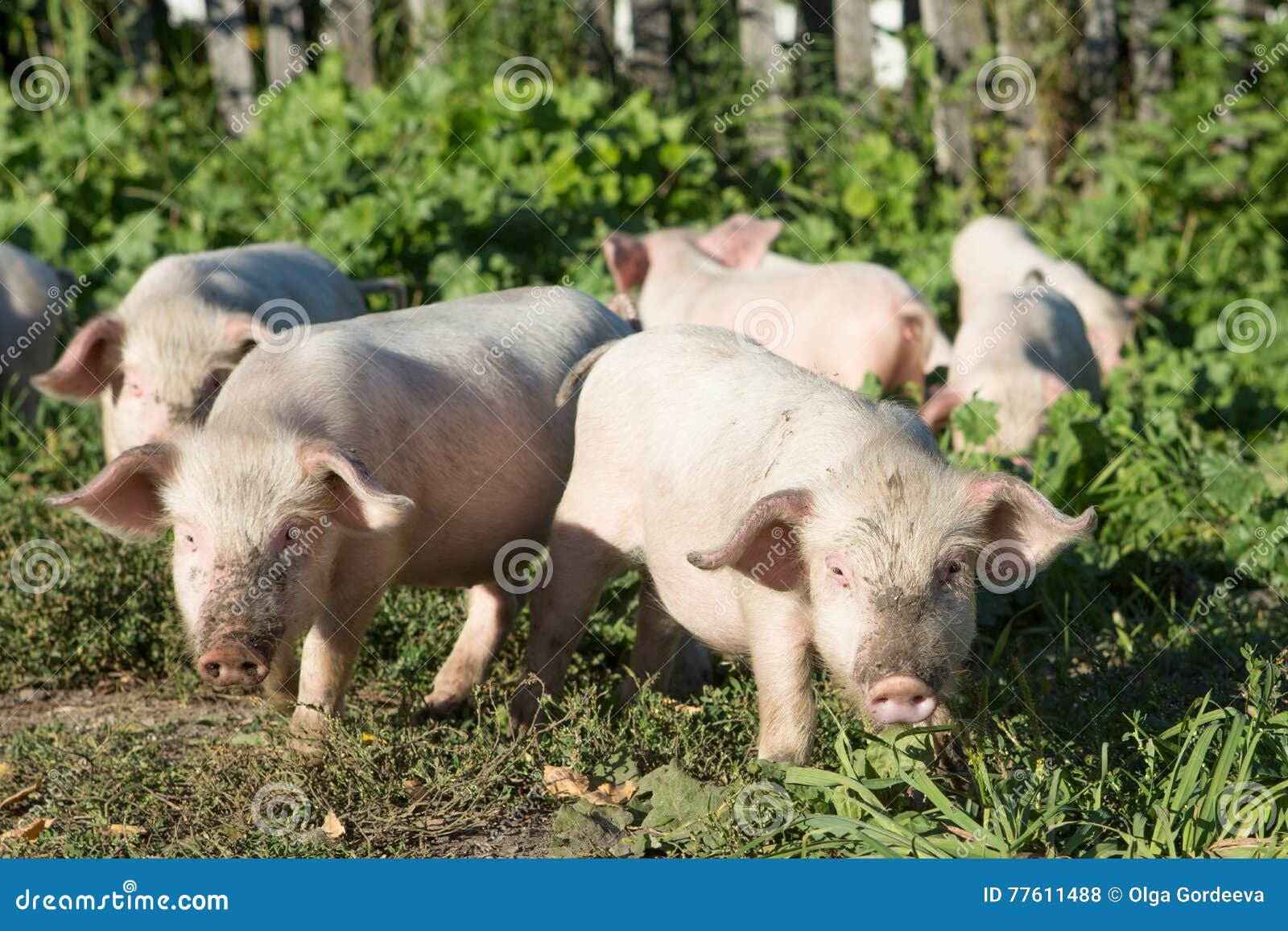Cute piglet on the meadow stock photo. Image of outdoors - 77611488