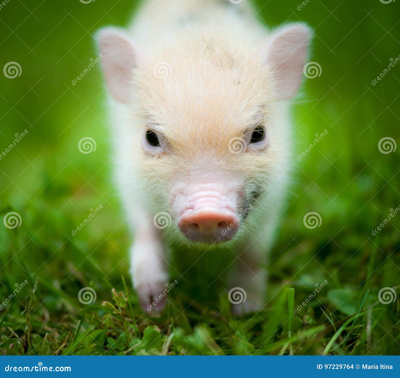 Cute piglet of mini pig stock photo. Image of pampered - 97229764