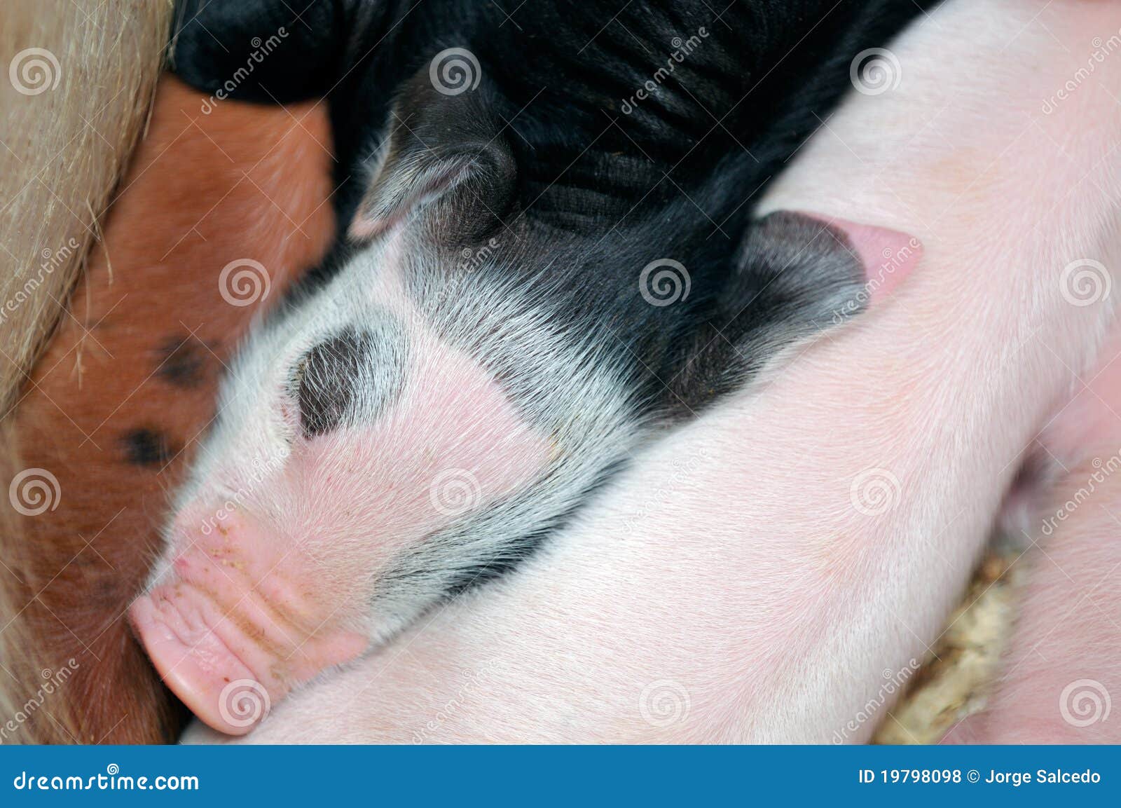 Cute Piglet Resting with Family Stock Photo - Image of close, happiness ...