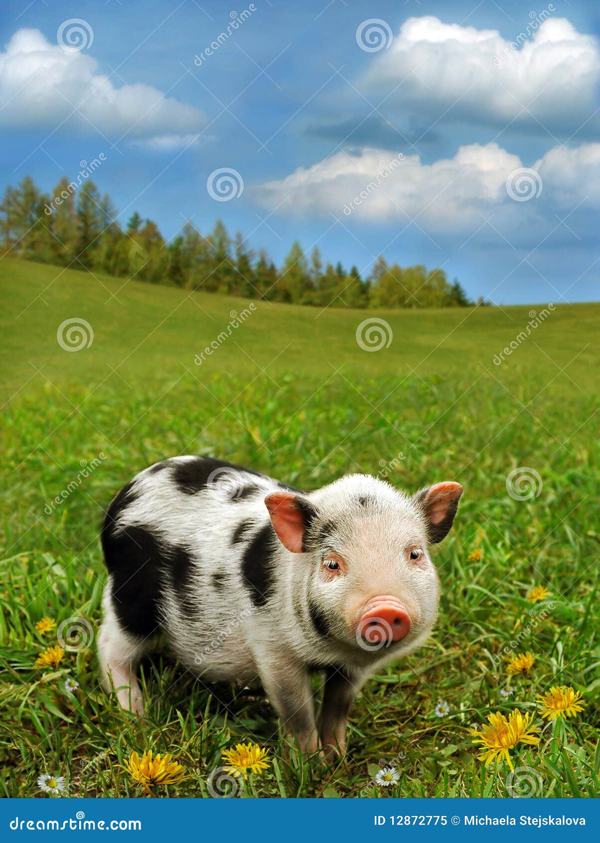 Cute Piglet on Spring Meadow Stock Image - Image of dandelions ...