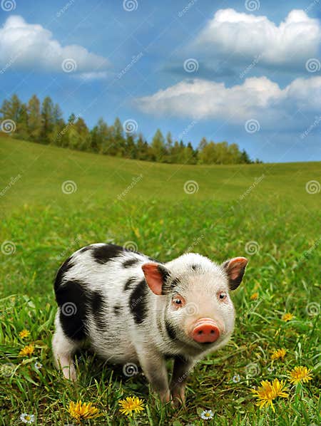 Cute Piglet on Spring Meadow Stock Image - Image of dandelions ...