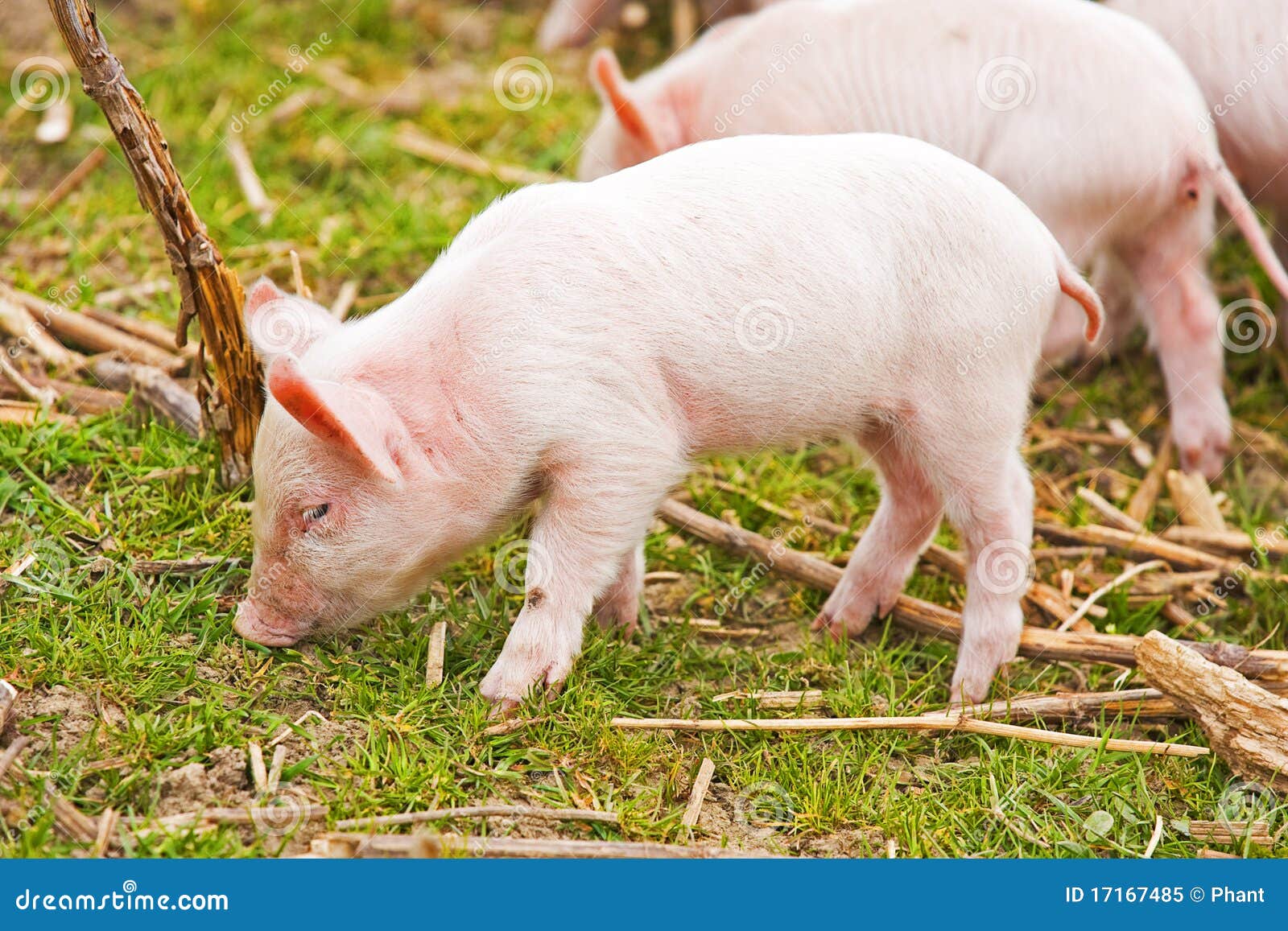 Cute piglets stock image. Image of cute, landscape, piggy - 17167485
