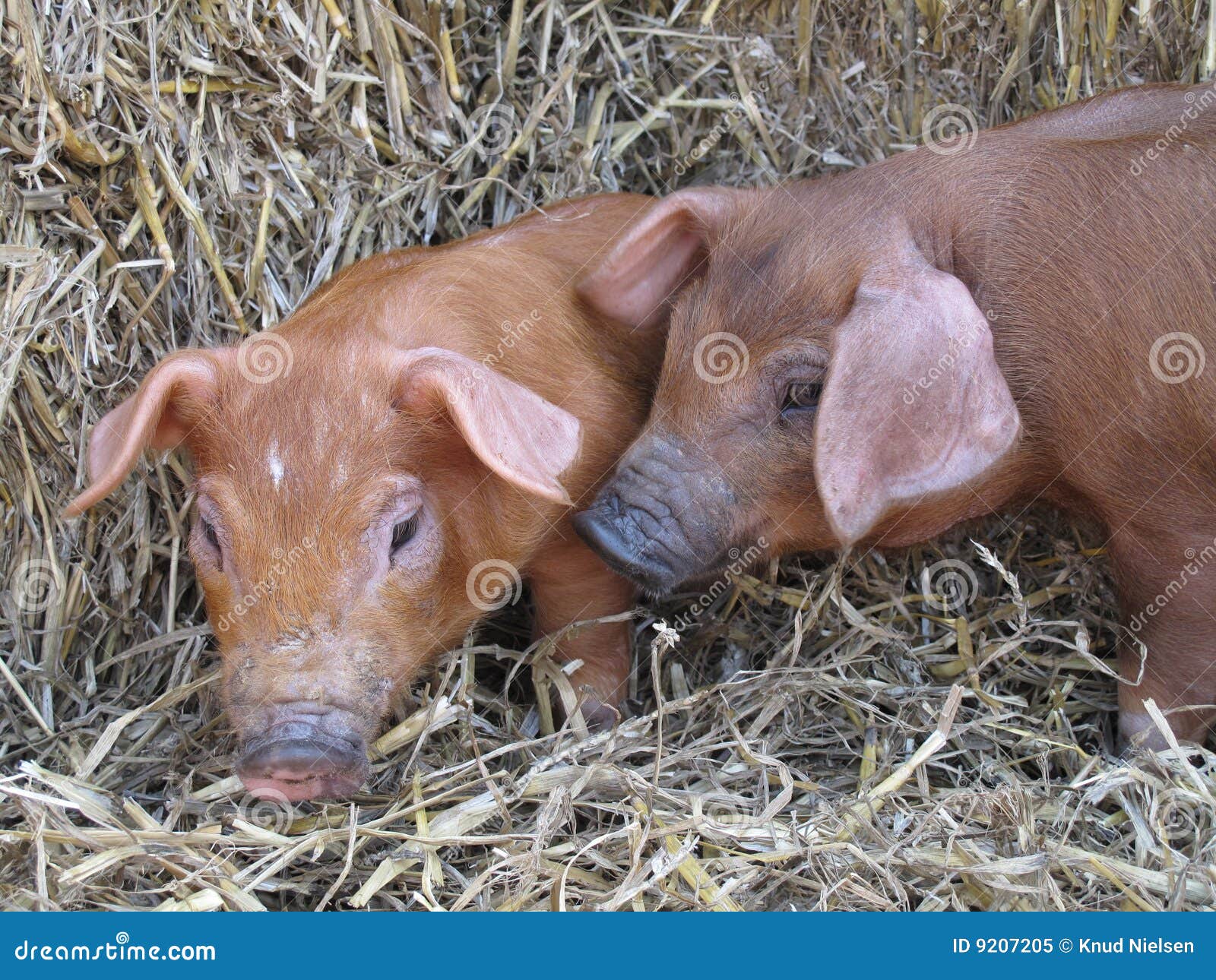 Cute piglets stock image. Image of straw, agriculture - 9207205