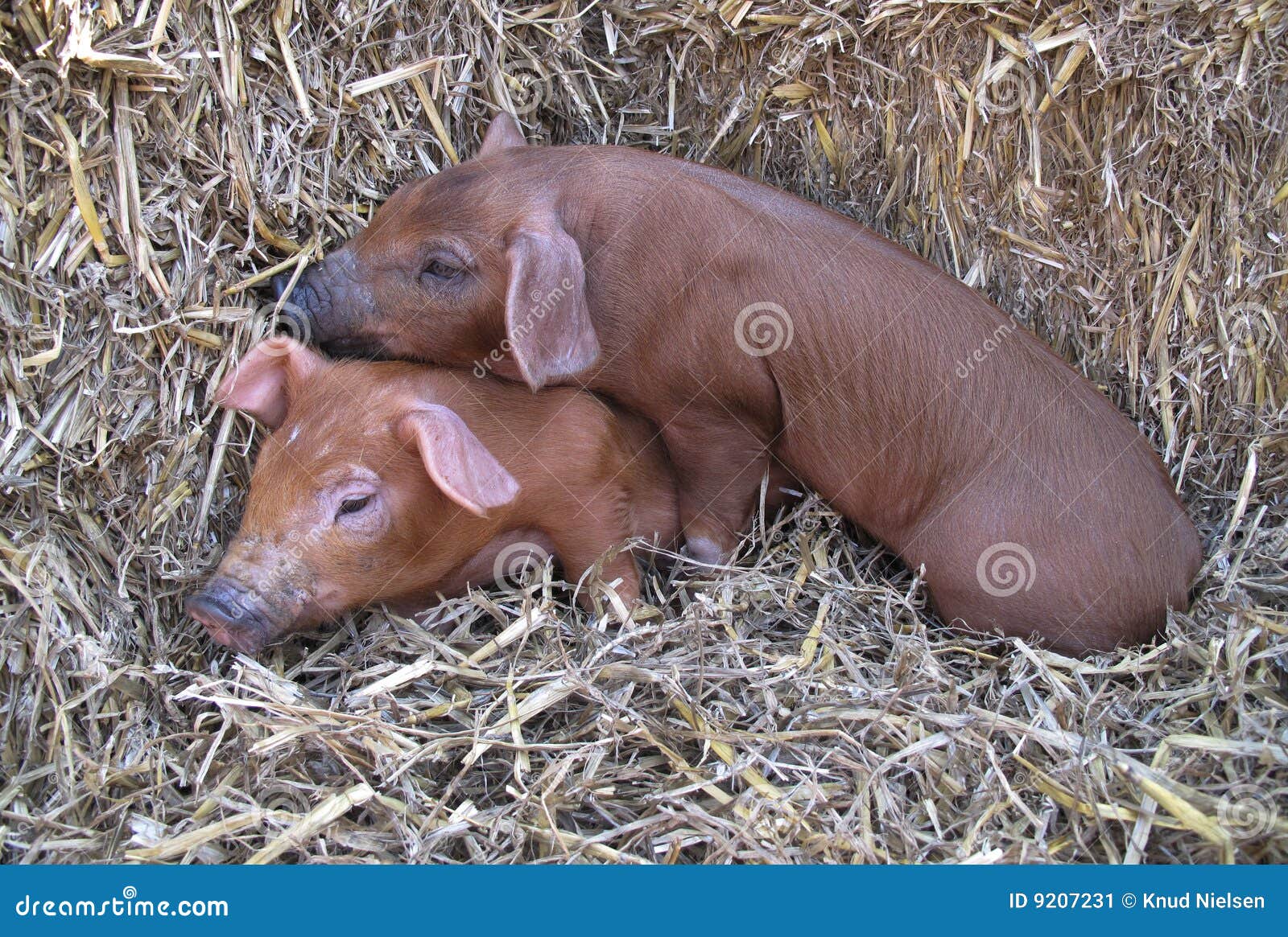 Cute piglets stock image. Image of cute, safe, interior - 9207231