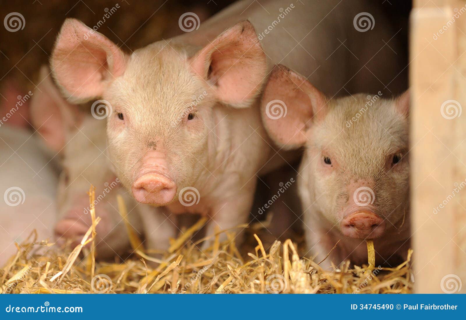 Cute piglets stock photo. Image of hogs, pink, suidae - 34745490
