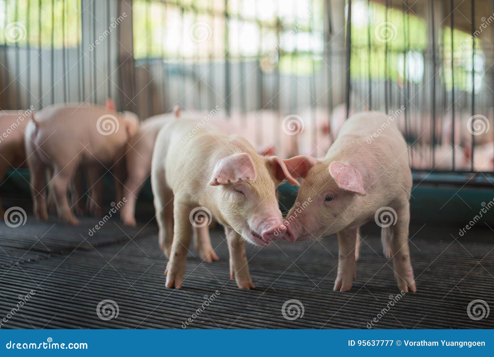 Cute Piglets in the Pig Farm Stock Image - Image of group, animal: 95637777