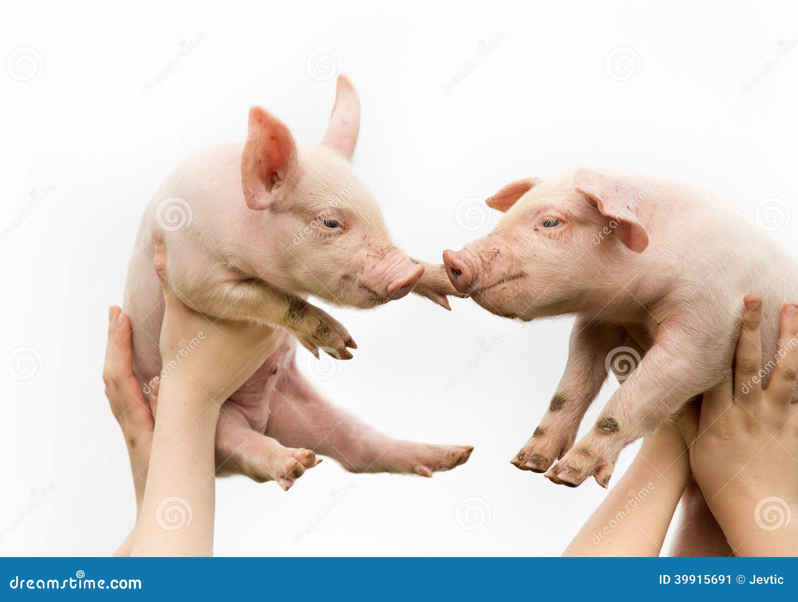 Cute piglets stock image. Image of face, animal, party - 39915691