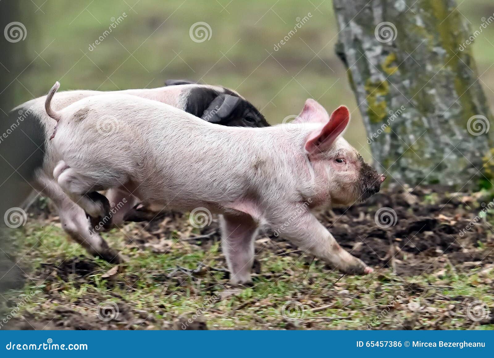 Cute pigs running on field stock photo. Image of dirt - 65457386