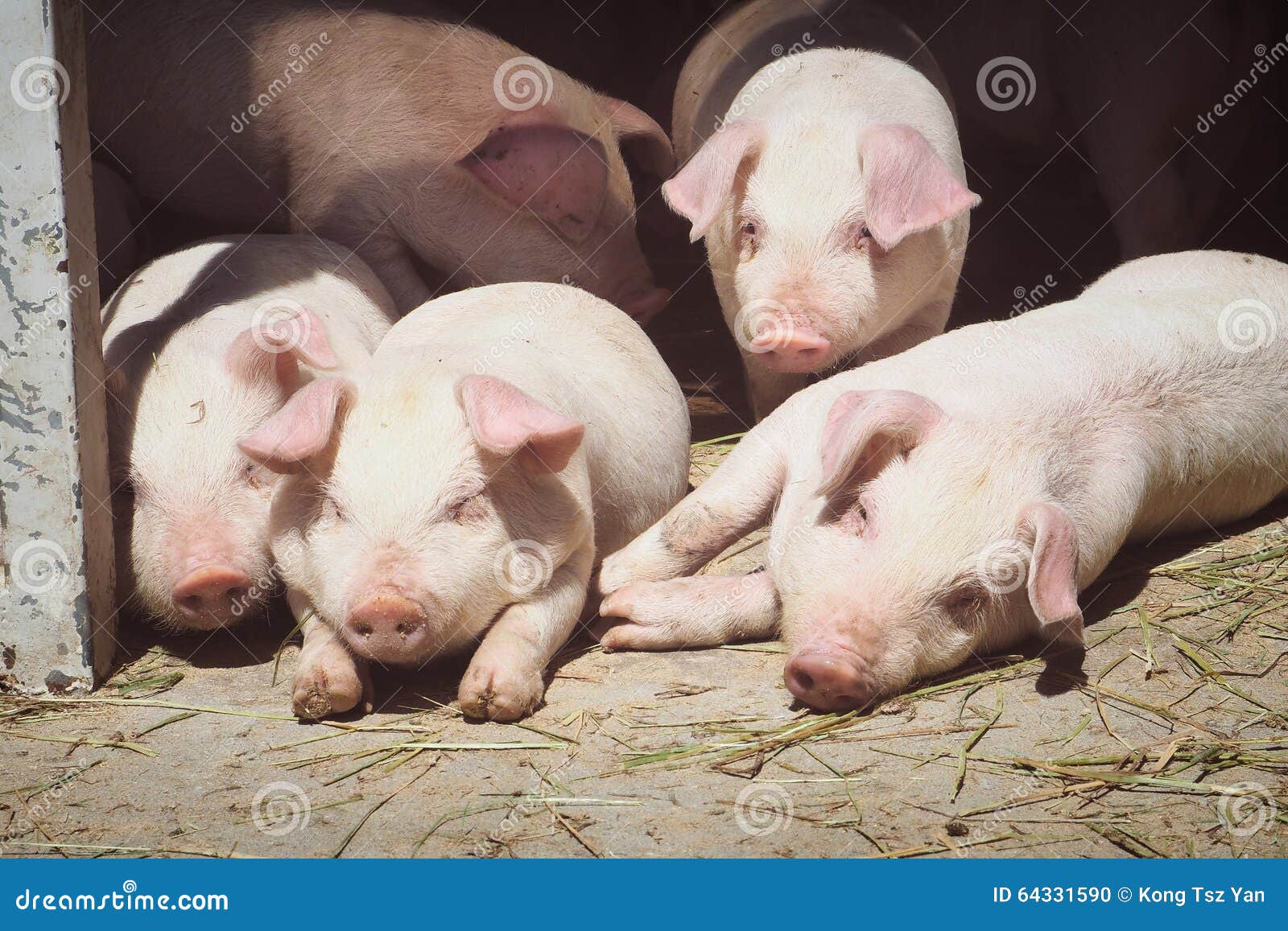 CUTE PIGS stock photo. Image of mammal, lazy, agriculture - 64331590