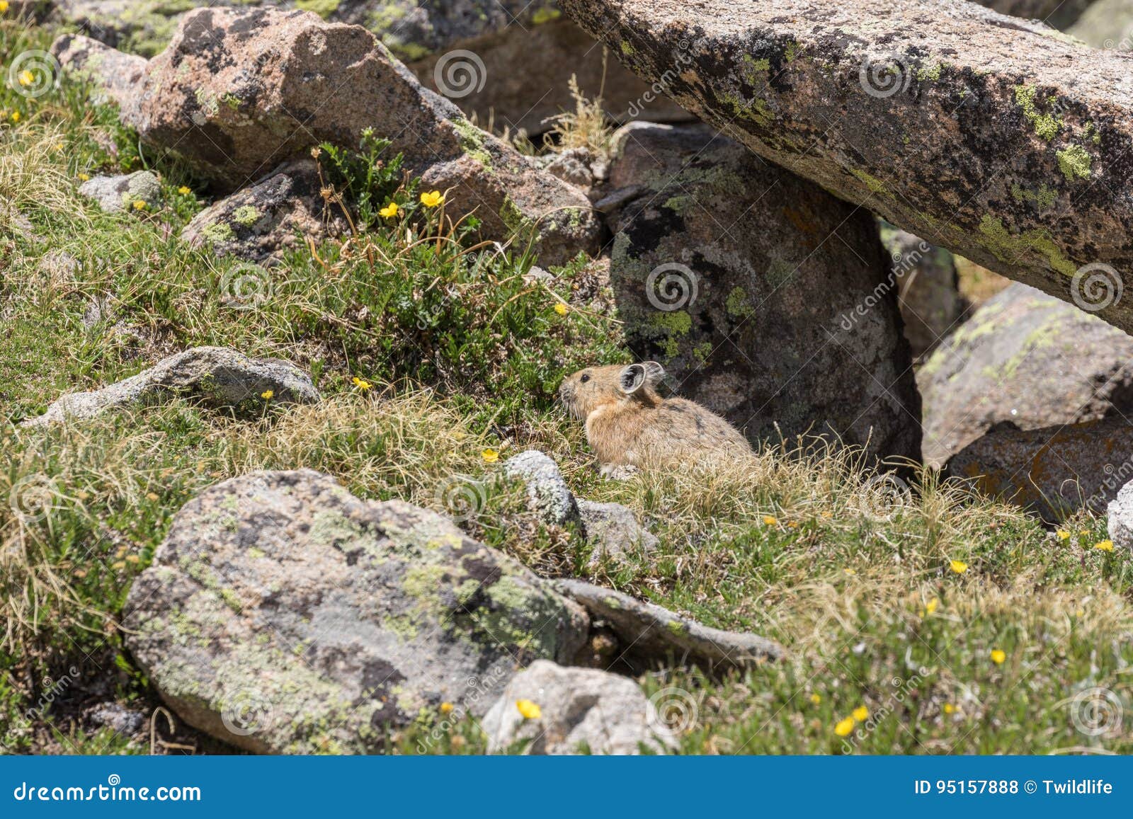 Cute Pika stock photo. Image of pika, mountain, animal - 95157888