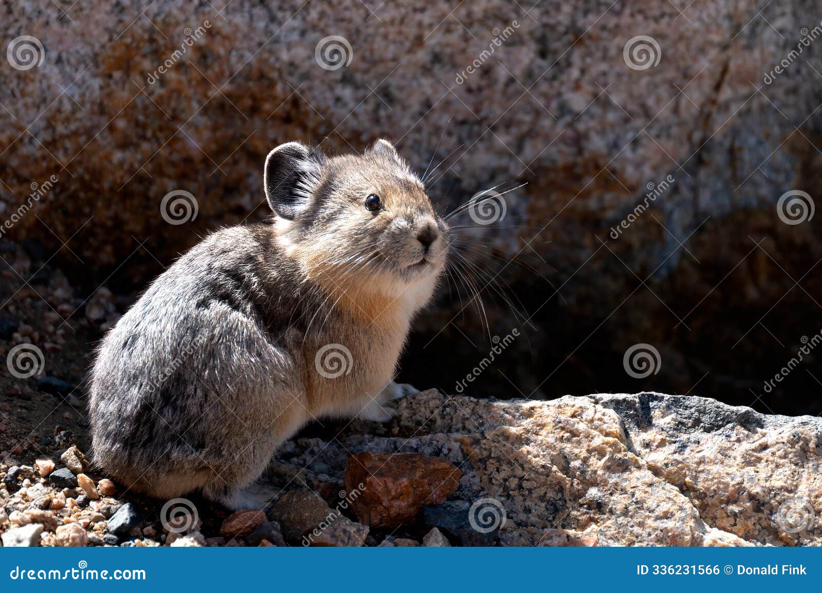 Cute Pika Sitting on a Rock Stock Photo - Image of small, pikas: 336231566