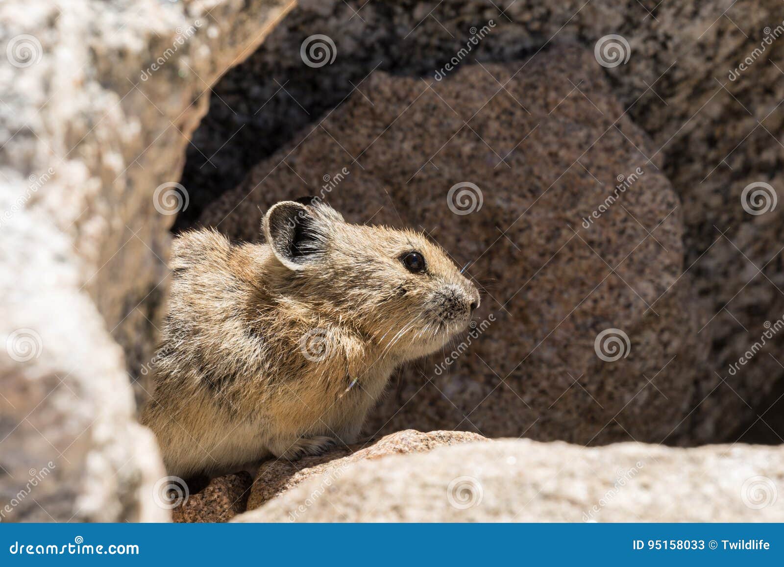 Cute Pika in Rocks stock image. Image of summer, rodent - 95158033