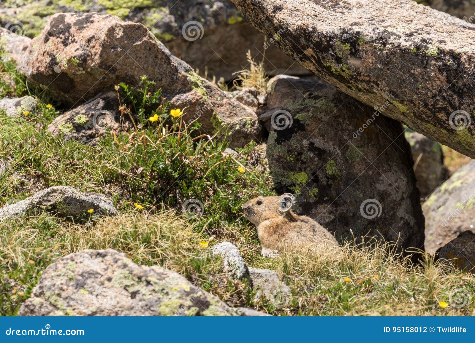 Cute Pika in Summer stock photo. Image of animal, mountain - 95158012