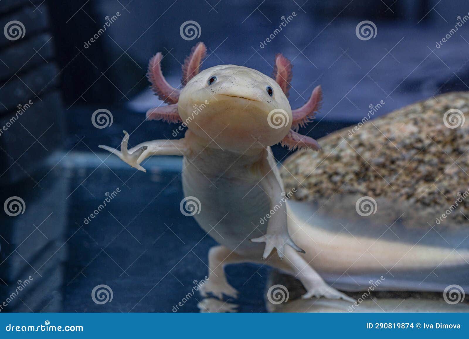 A Cute Pink Axolotl is Smiling Stock Photo - Image of smile, happy ...