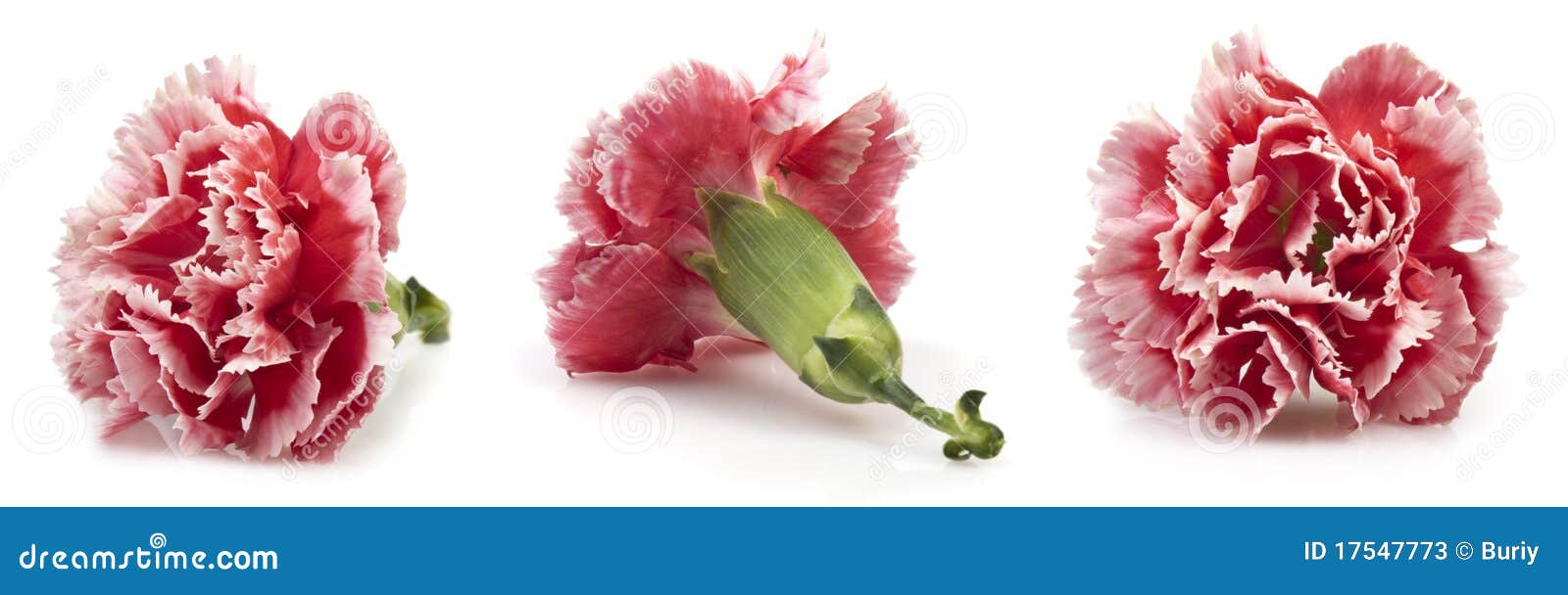 Cute Pink Cloves Stock Photos - Download 447 Royalty Free Photos