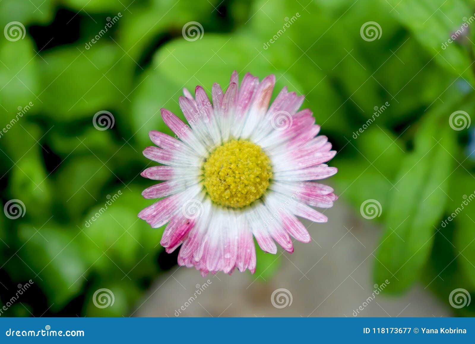 Cute pink daisy stock image. Image of white, bloom, spring - 118173677