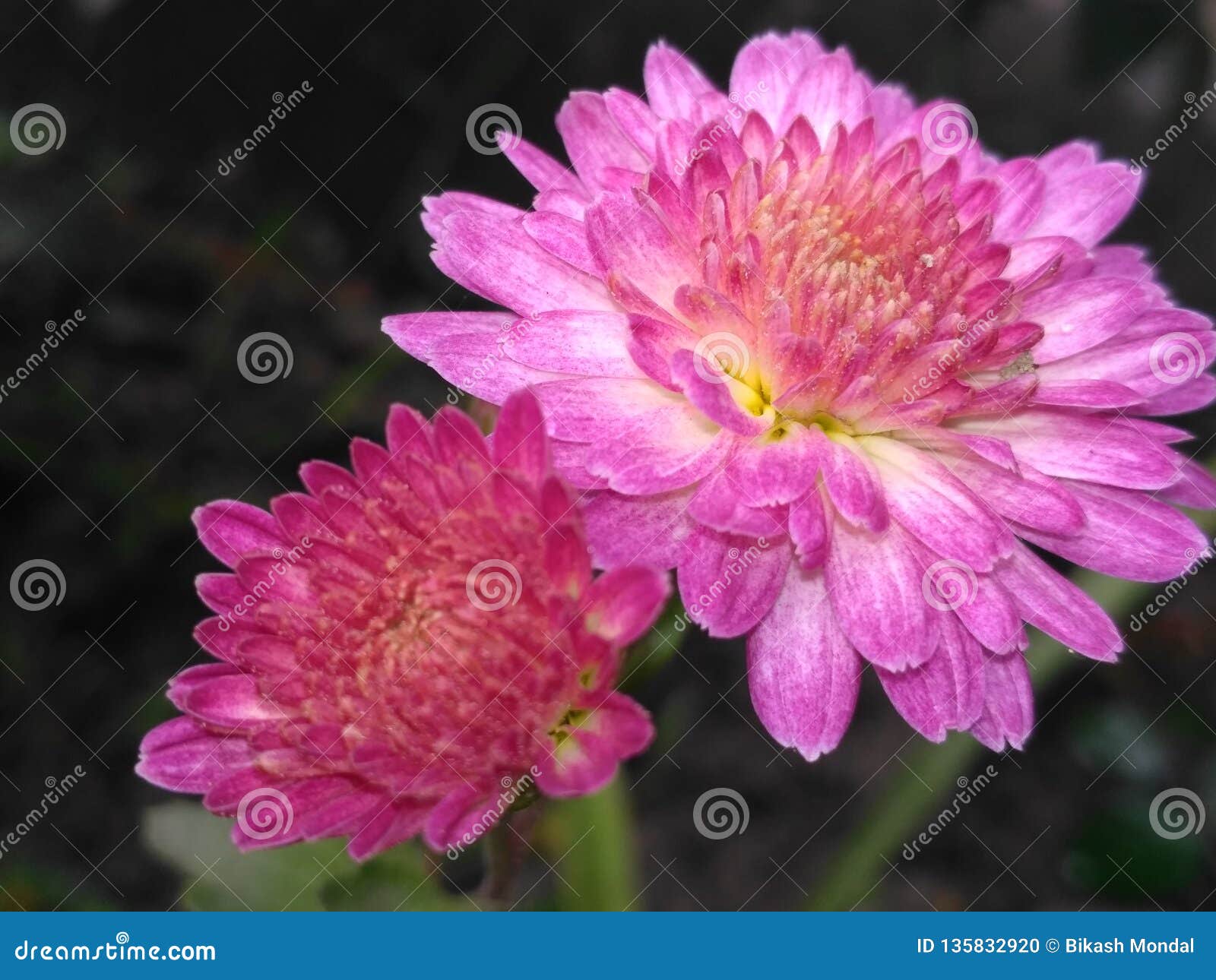 Cute Pink flowers photos stock photo. Image of flowershotos - 135832920