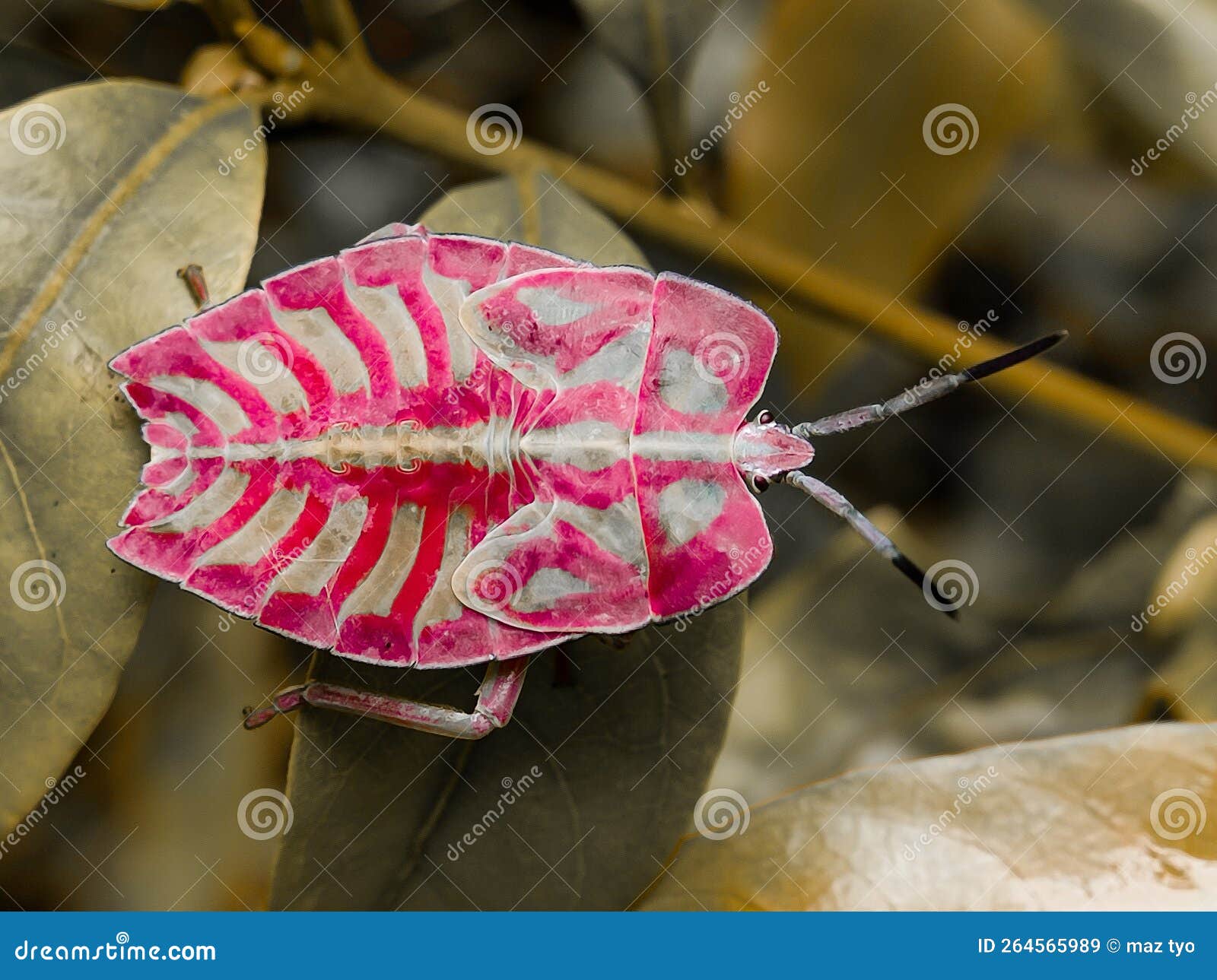 Cute pink insect stock image. Image of unique, interesting - 264565989