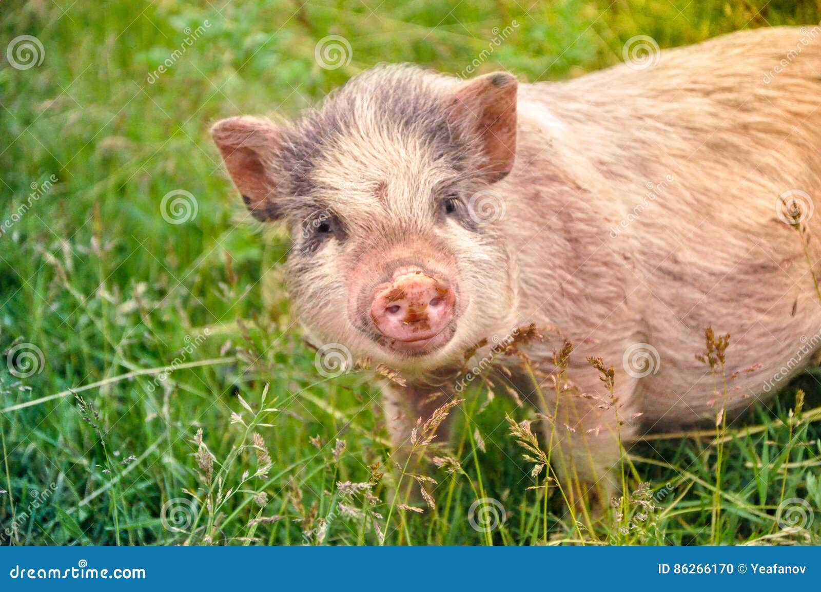 Cute Pink Pig on the Green Grass Stock Photo - Image of animal, pigpen ...