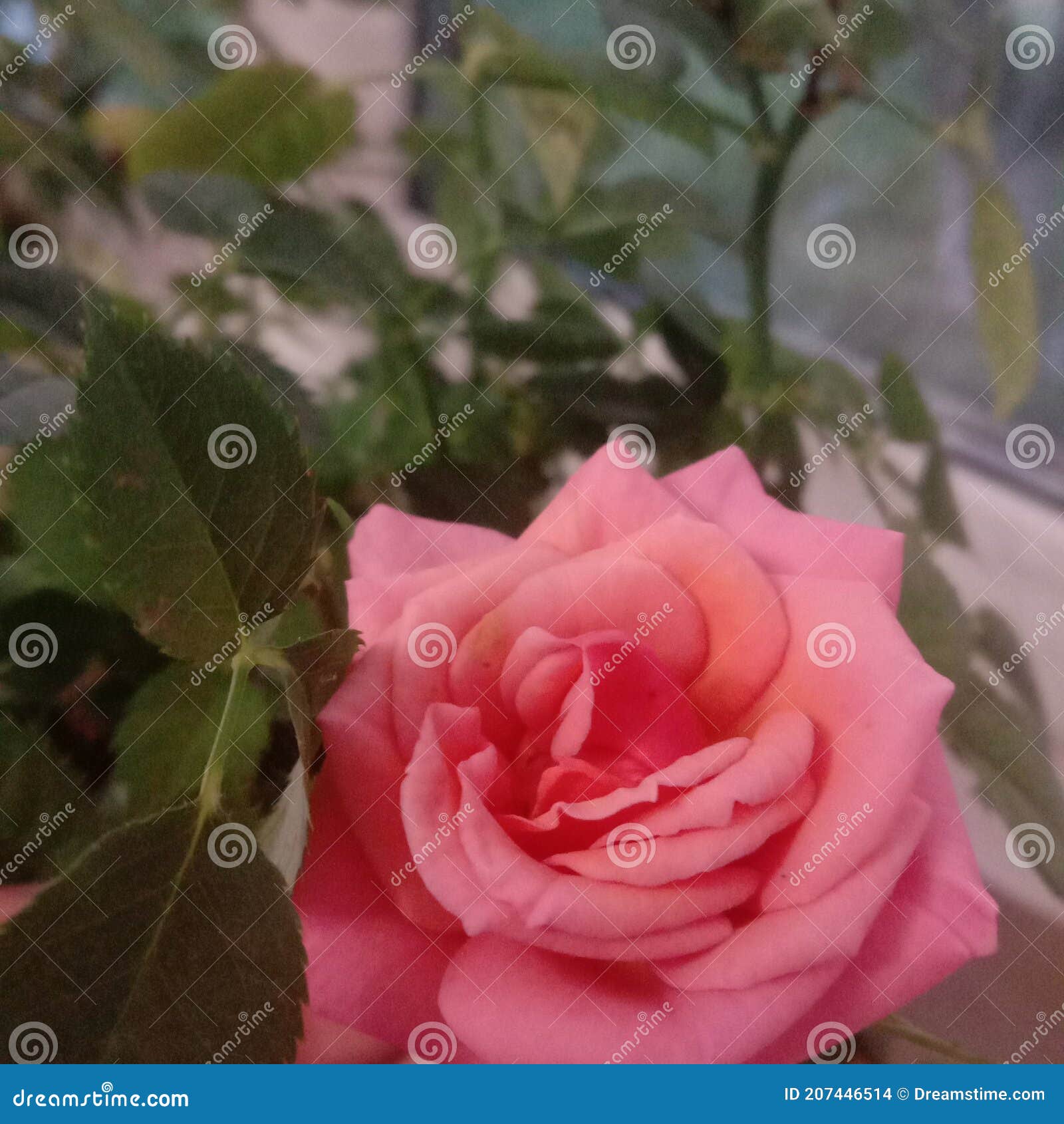 Cute pink rose stock photo. Image of shrub, cute, rose - 207446514