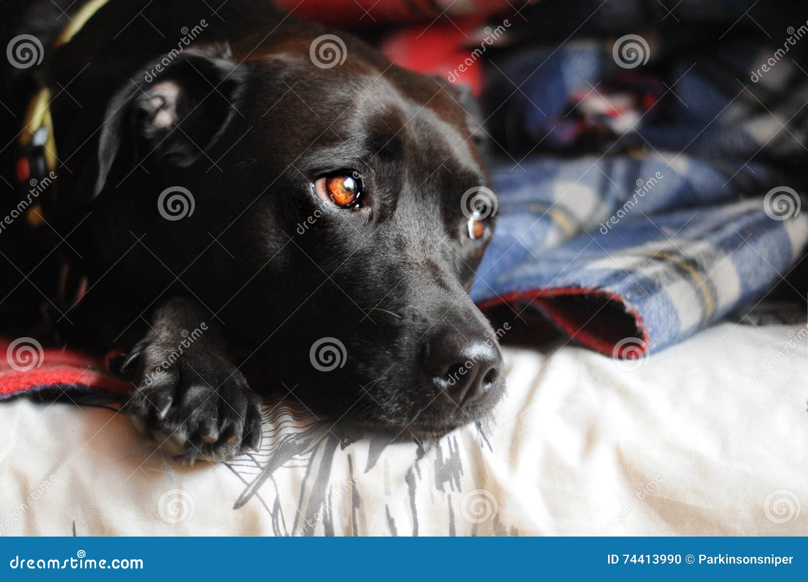 Cute pitbull stock photo. Image of calm, friendly, black - 74413990