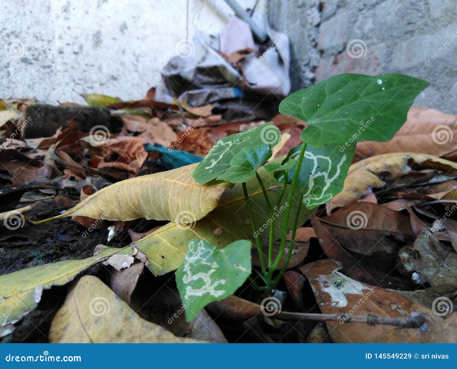 Cute plant stock image. Image of smalltree, gplant, green - 145549229