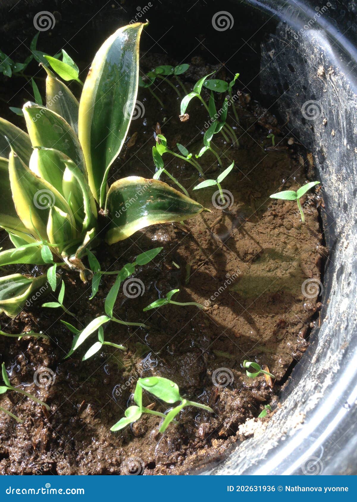 Cute plant sun stock photo. Image of cute, freshing - 202631936