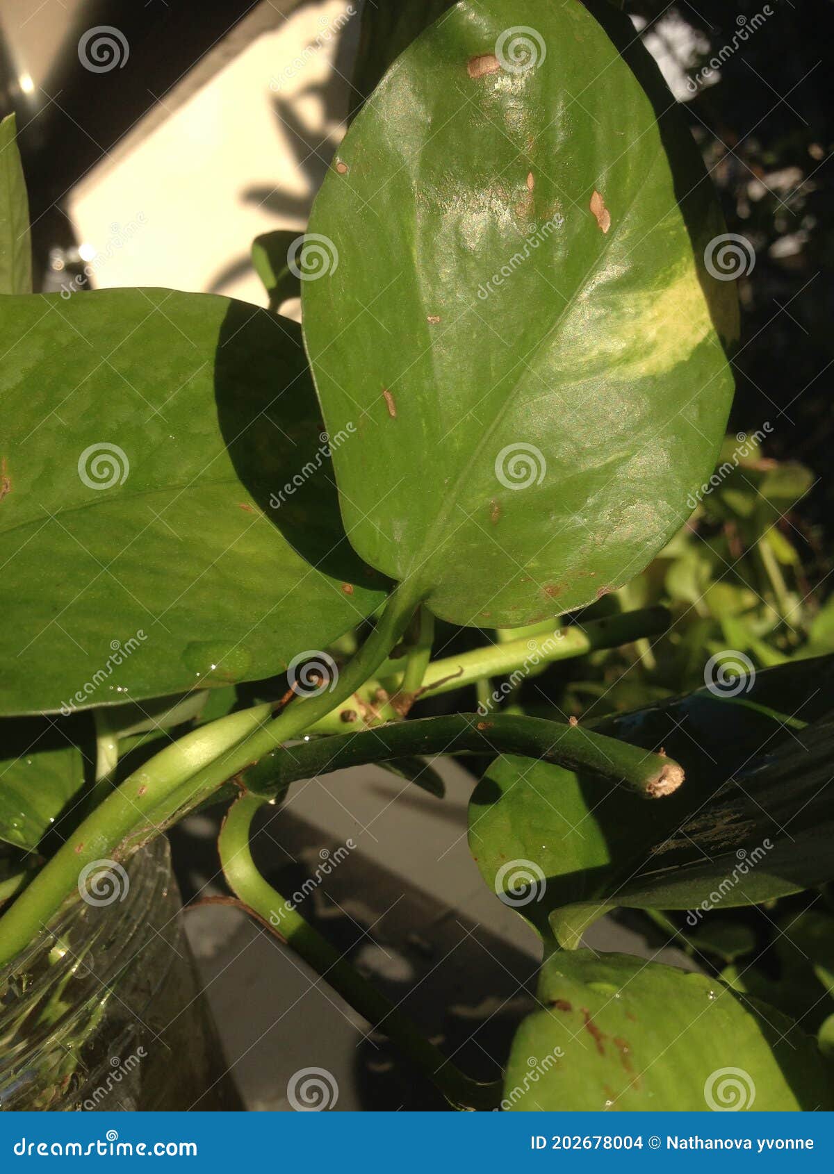 Cute plant sun stock photo. Image of plant, freshing - 202678004