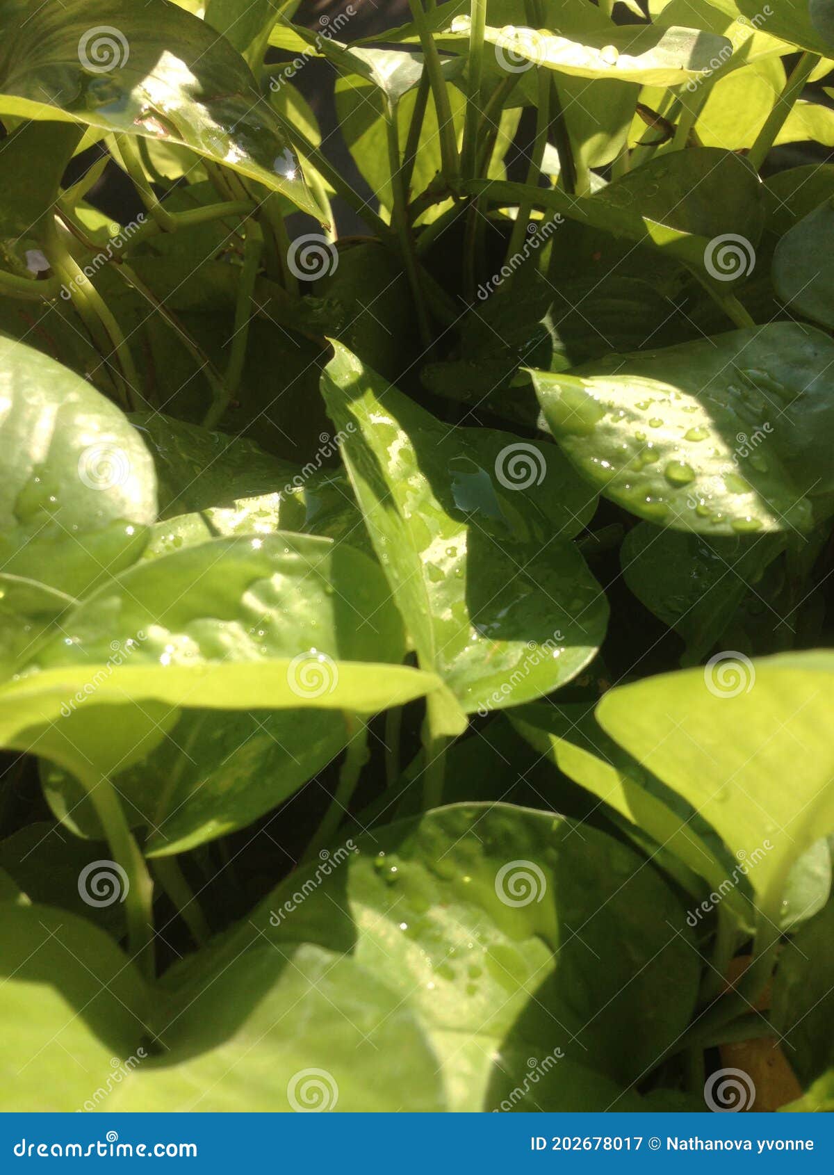 Cute plant sun stock image. Image of plant, cute, freshing - 202678017