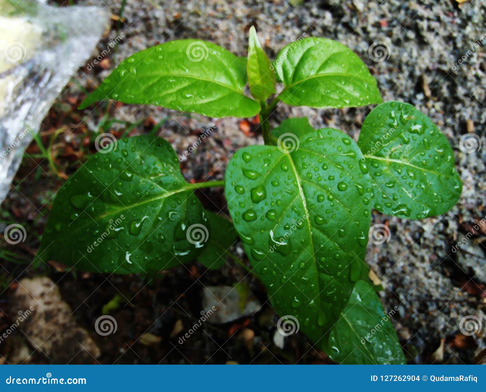 Sprout Plant: Rain Closeup - Water Drops on Leaves Stock Photo - Image ...