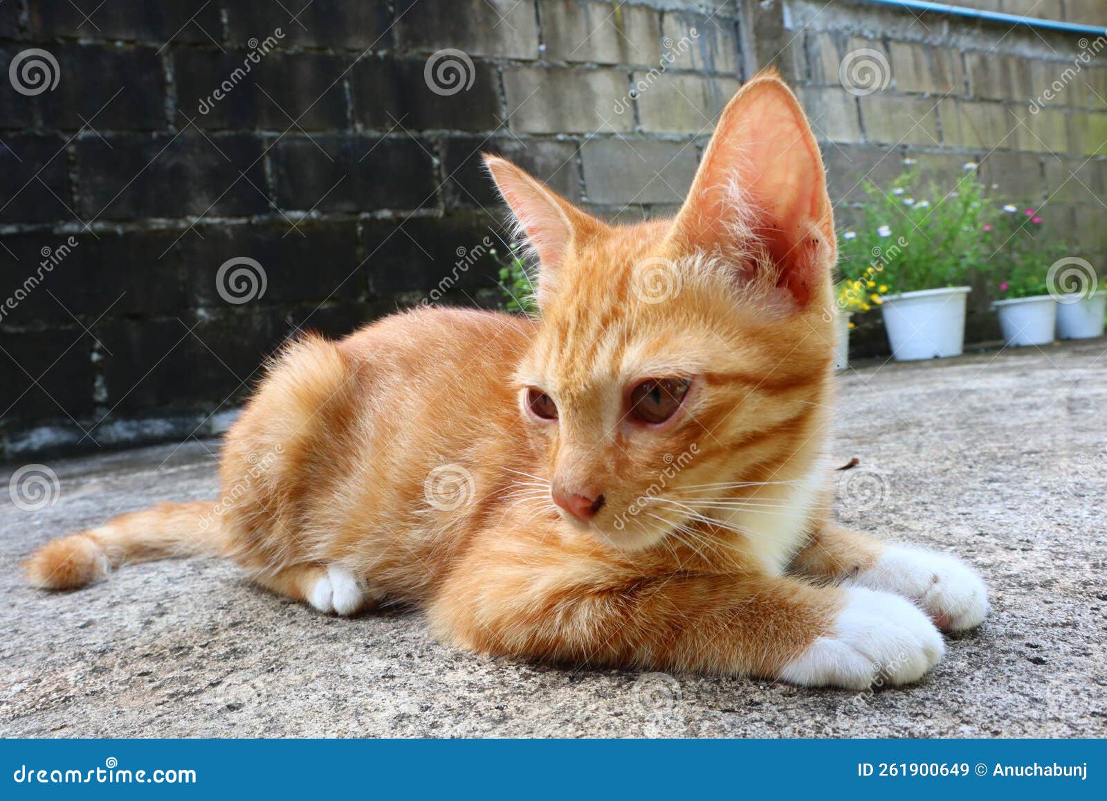 Cute and Playful Cat Background Images. Stock Image - Image of nose ... Cute and Playful Cat Background Images. Stock Image - Image of nose ...