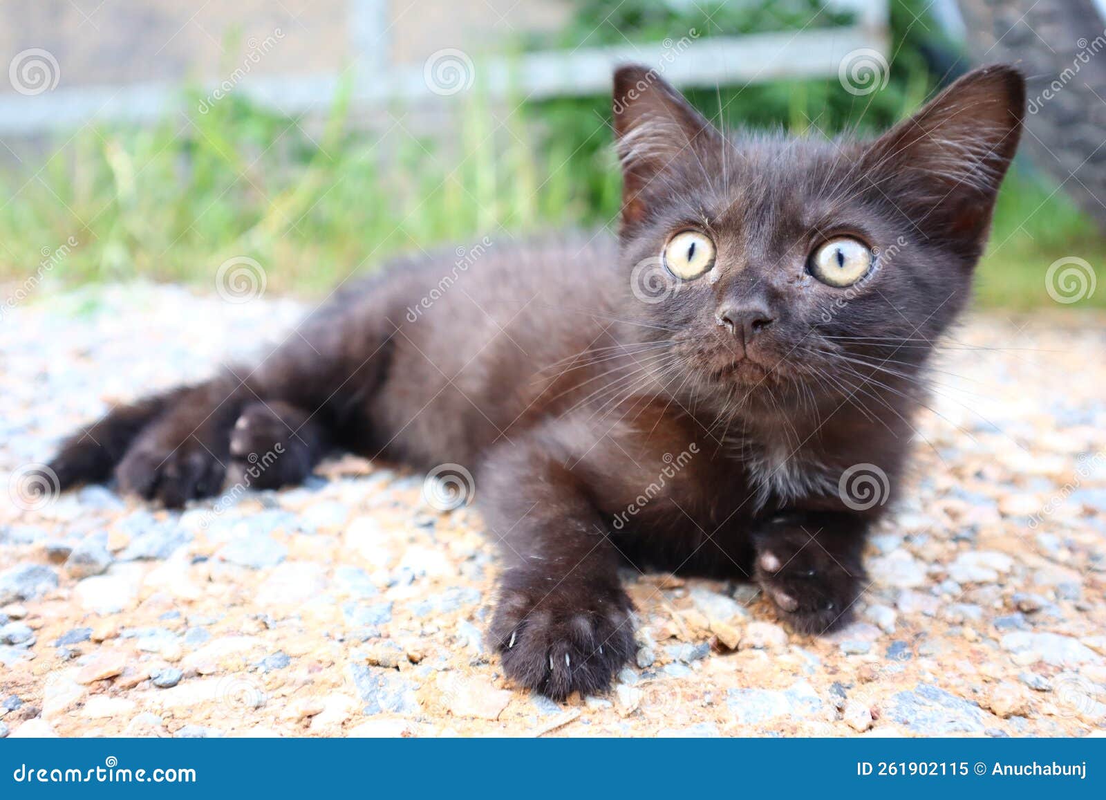 Cute and Playful Cat Background Images. Stock Image - Image of ... Cute and Playful Cat Background Images. Stock Image - Image of ...
