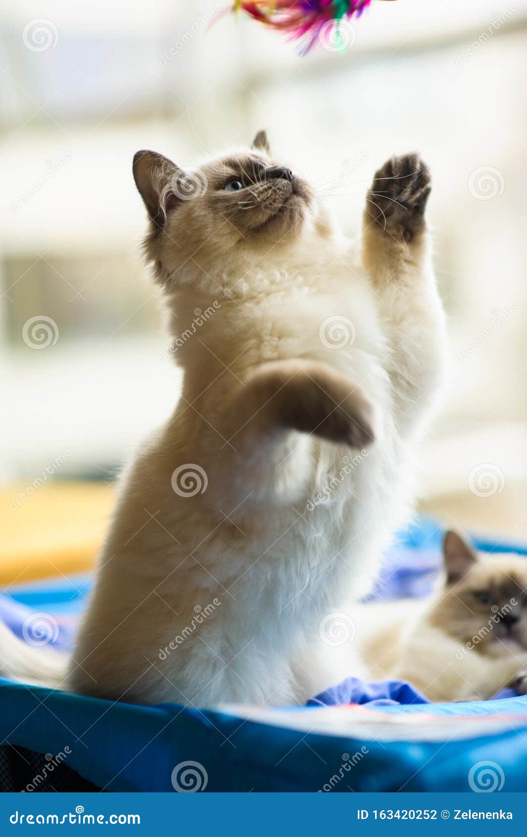 Cute playful kitten stock photo. Image of head, eyes - 163420252