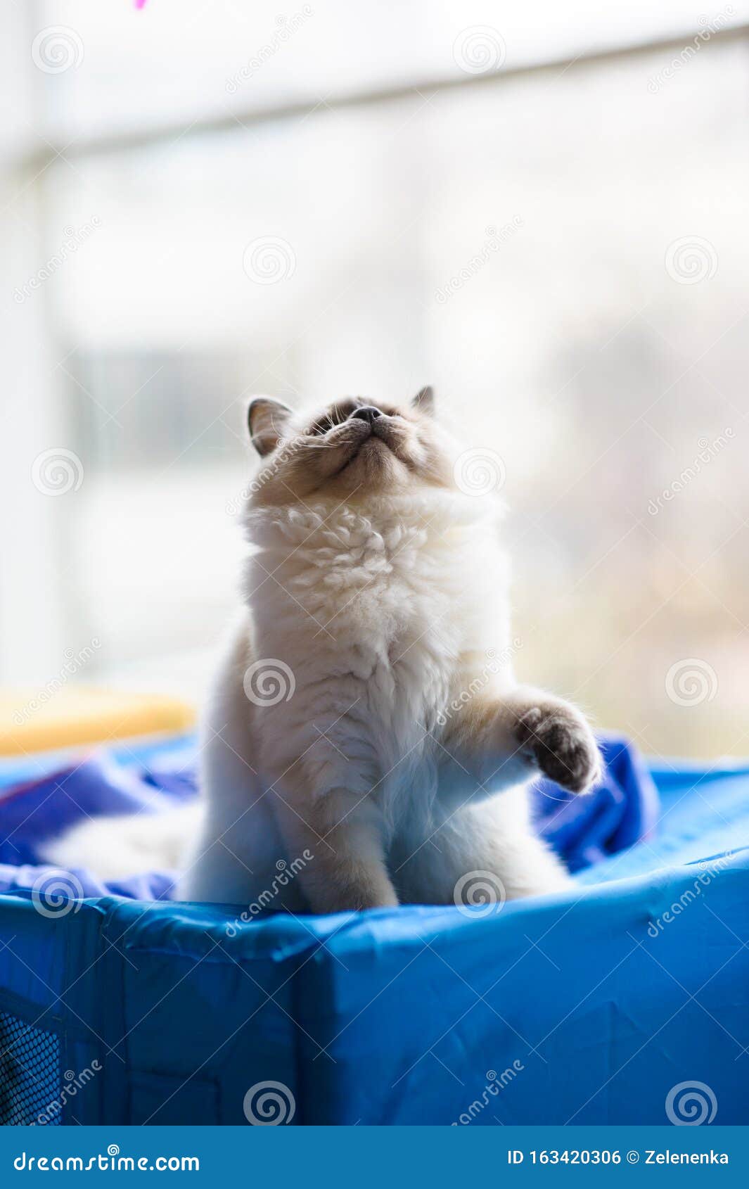 Cute playful kitten stock photo. Image of life, eyes - 163420306
