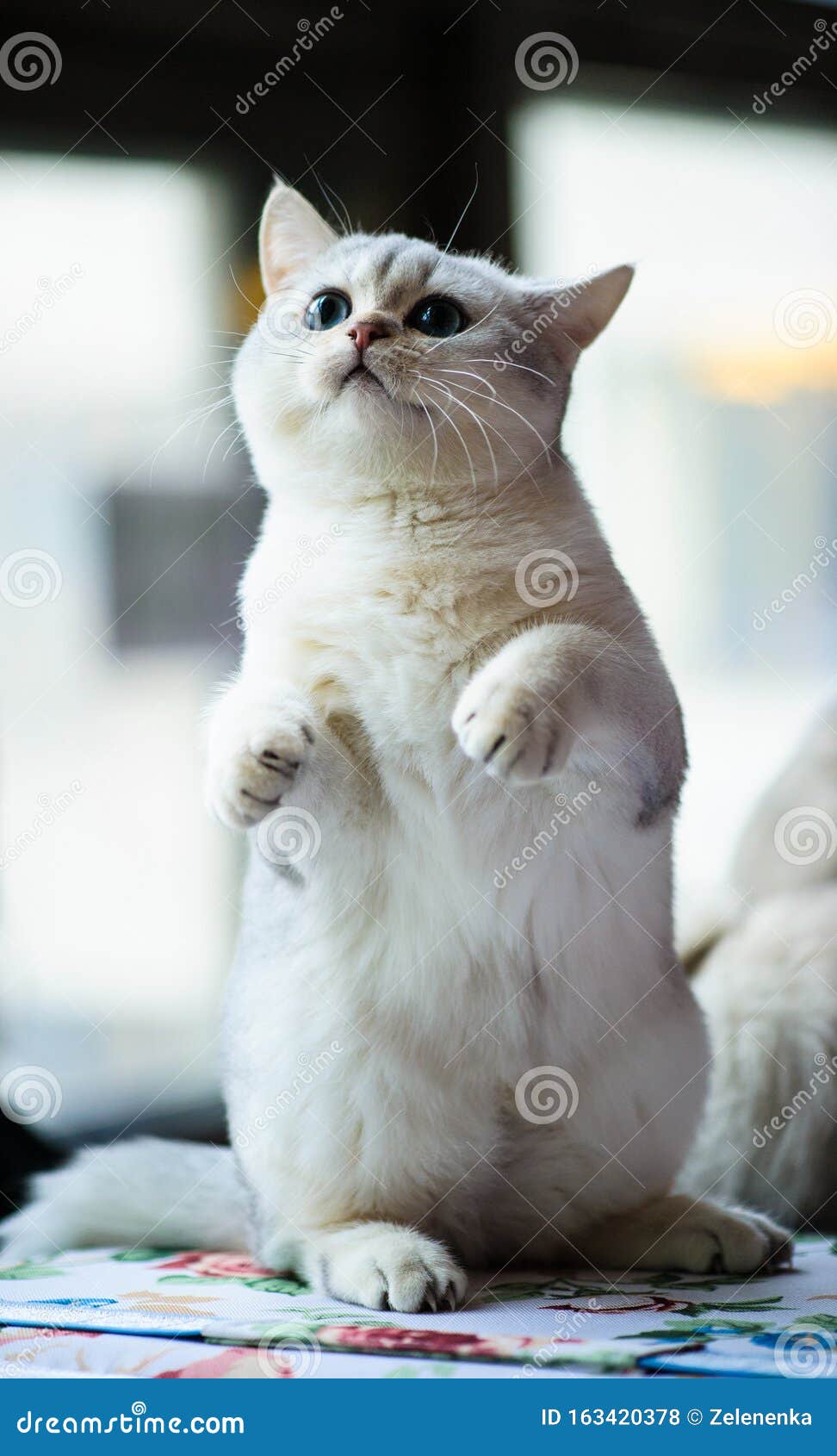 Cute playful kitten stock photo. Image of look, fauna - 163420378