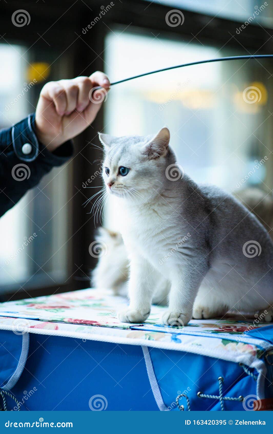 Cute playful kitten stock image. Image of full, patience - 163420395
