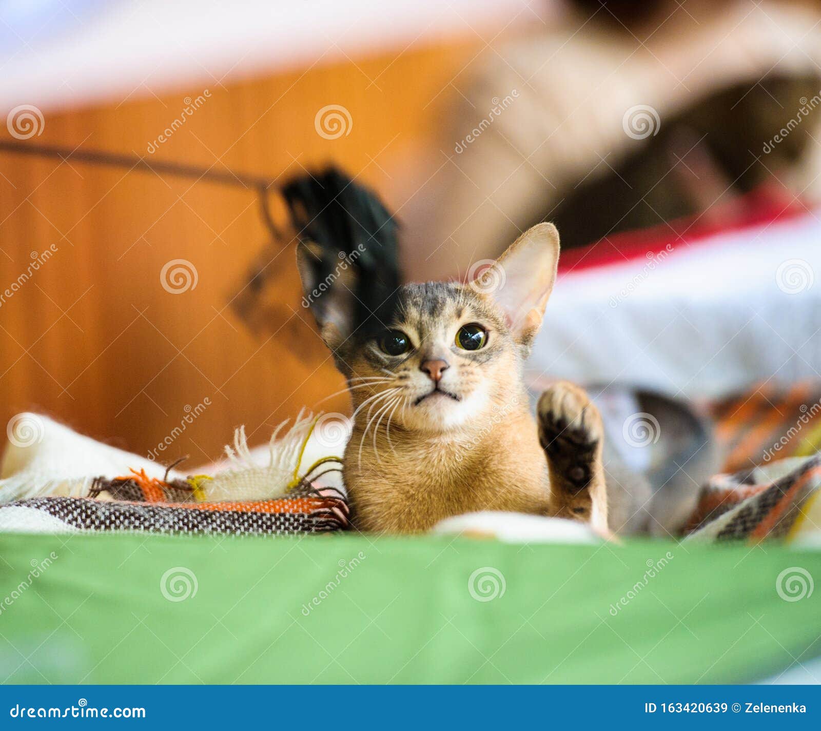 Cute playful kitten stock image. Image of cute, feline - 163420639