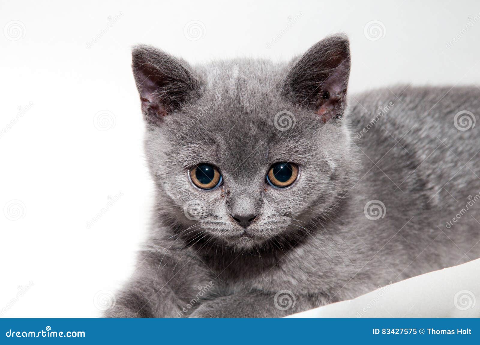 Cute playful kitten stock image. Image of kitten, feline - 83427575
