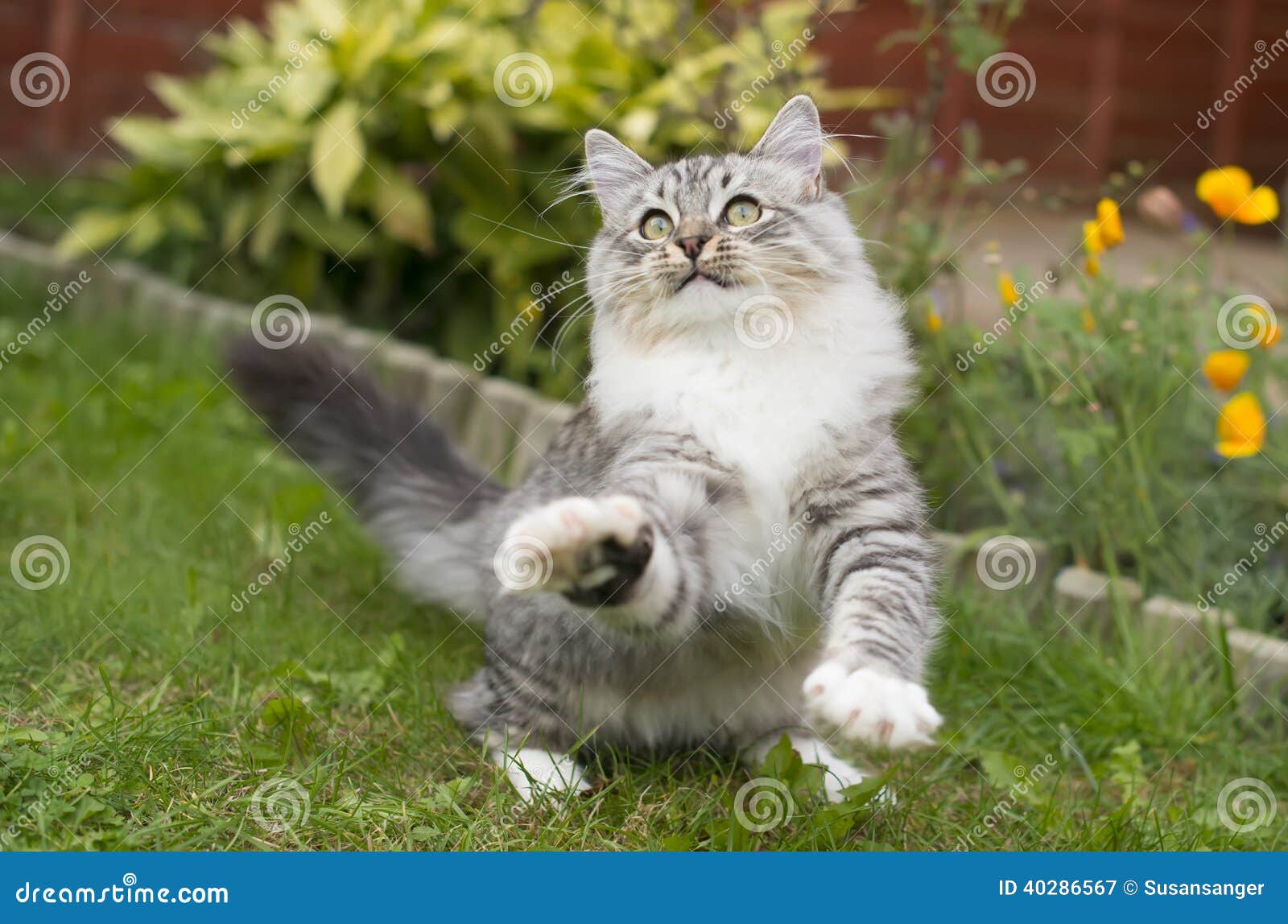 Cute playful Kitten stock image. Image of playful, ragamuffin - 40286567