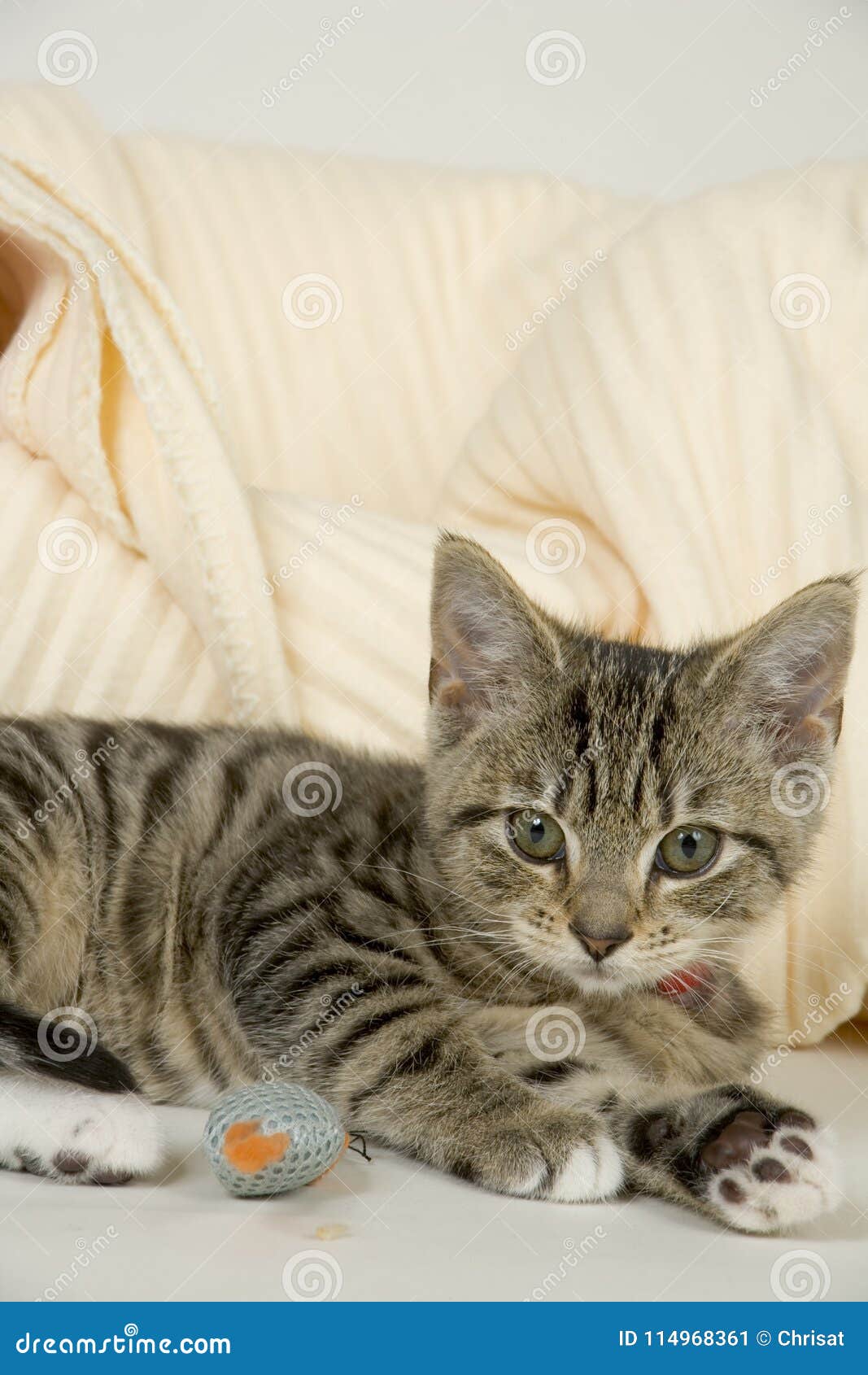 Kitten stock image. Image of pets, nature, looking, closeup - 114968361