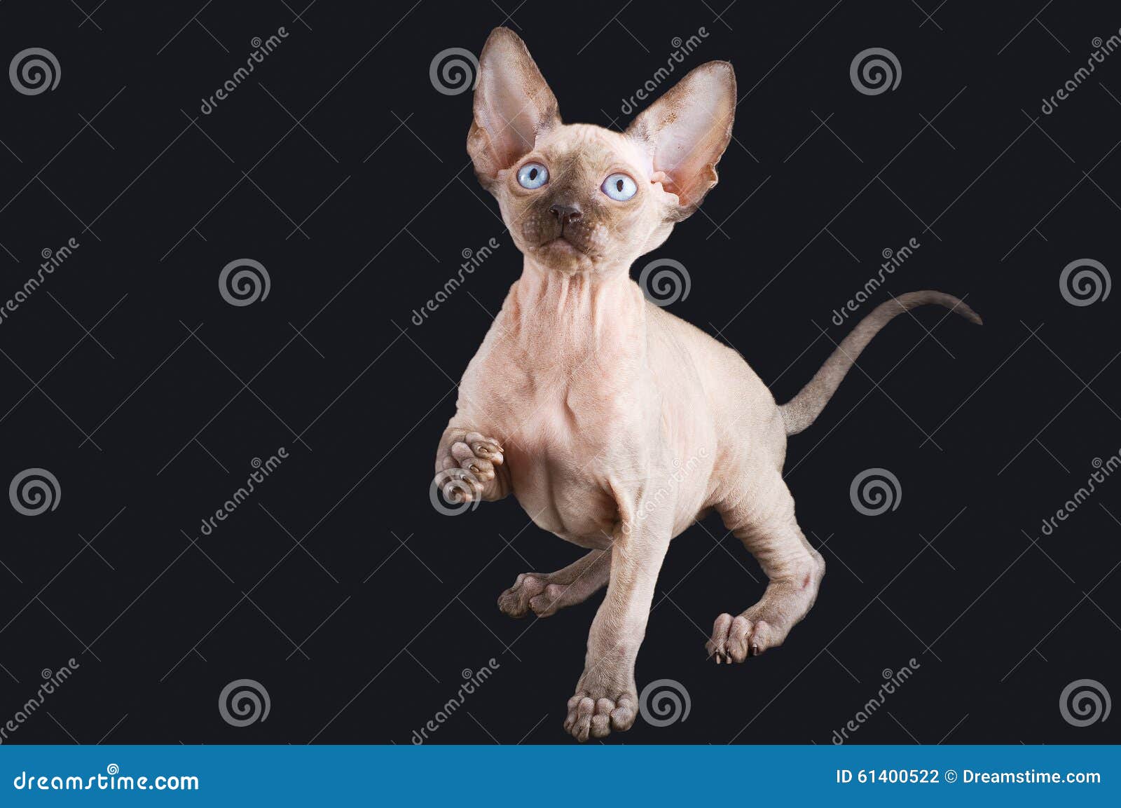 Cute playful kitten Sphinx stock photo. Image of beautiful - 61400522