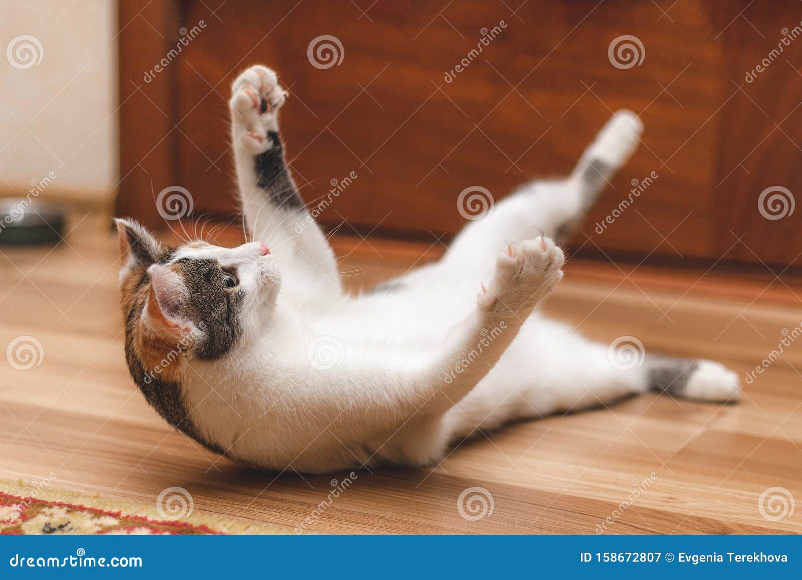 Cute Playful Kitten Tumbling on the Floor Stock Image - Image of hair ...