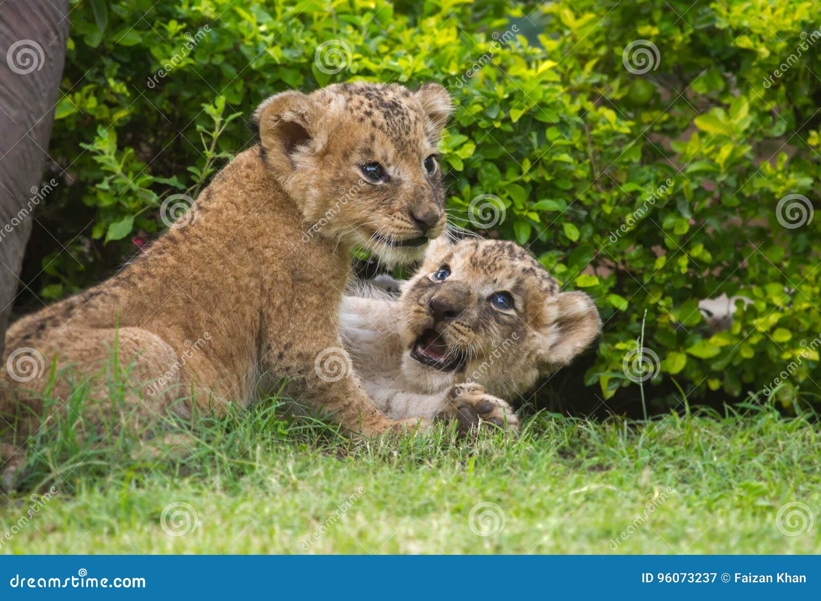 Cute playful Lions cubs stock image. Image of front, aggression - 96073237